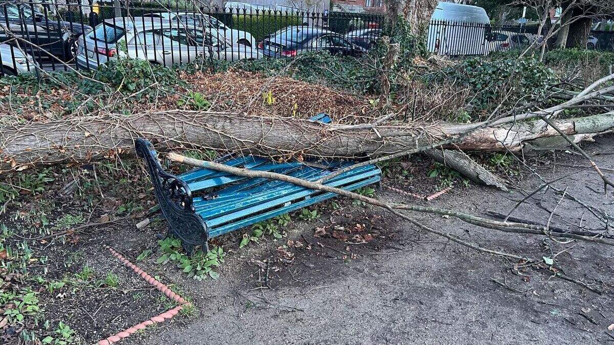 Warning of ‘serious risk of injury’ from falling trees in Ranelagh ...