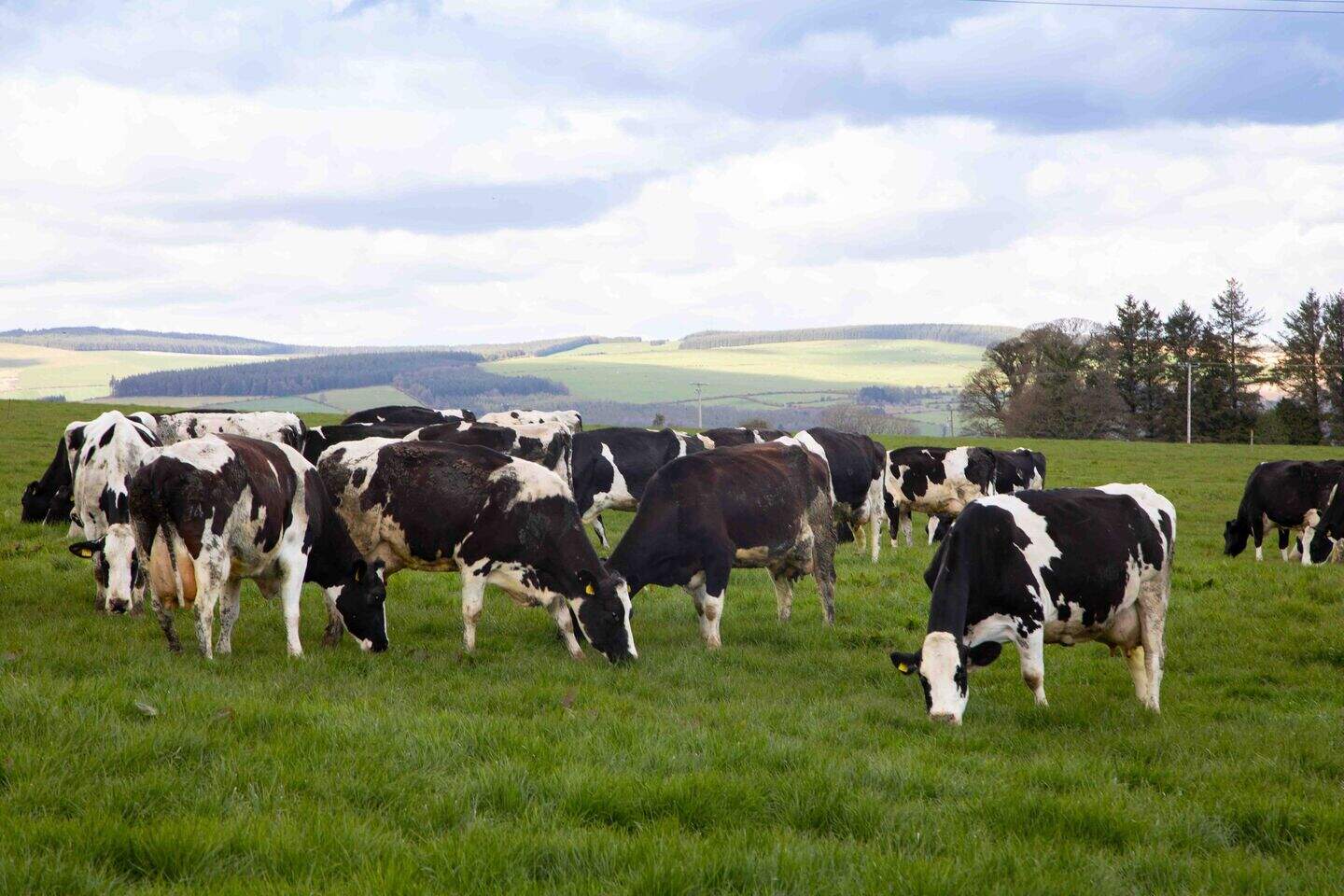 10 years on from milk quotas: ‘Dairy farmers now have middle-class ...