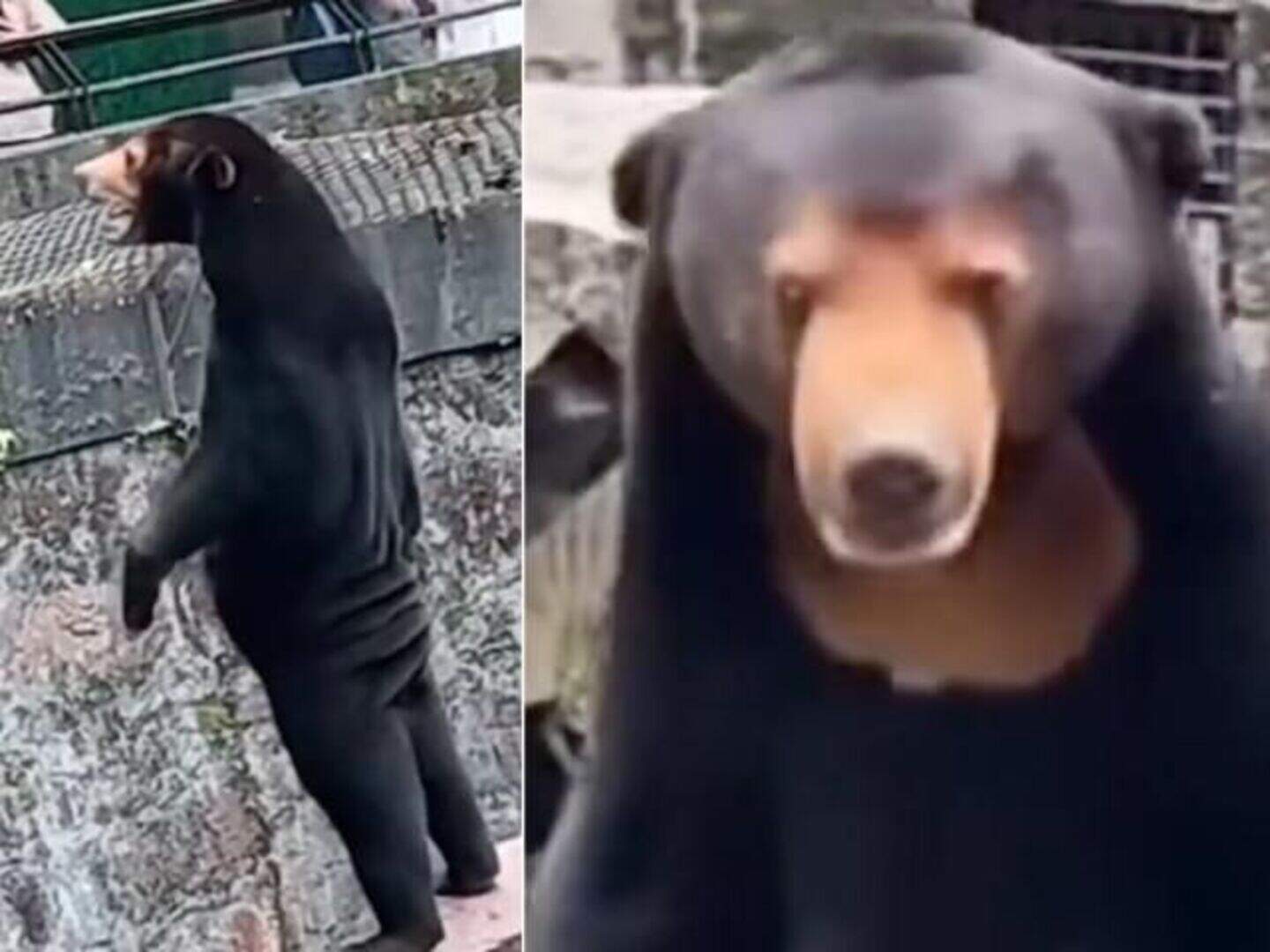 Zoo forced to deny its bears are actually humans in bear costumes ...