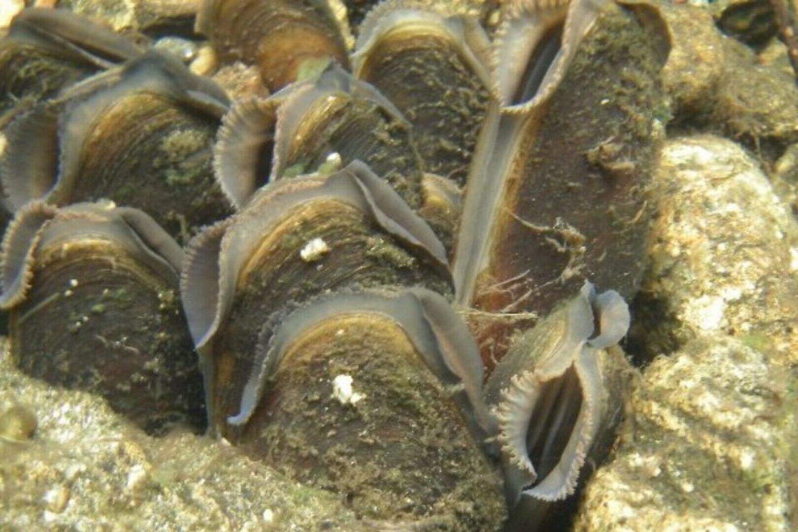 Pearl Mussel and Horseshoe Bat halt works on Kerry bridge ‘to prevent ...