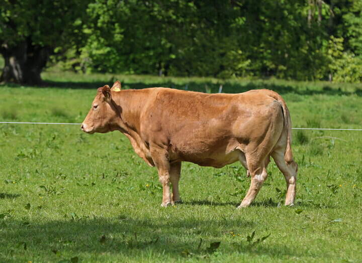 How this Longford 90-cow suckler farm is consistently producing U grade ...