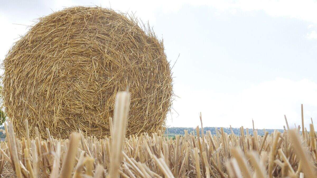 Straw market is like booking a hotel near Croke Park for an All-Ireland ...