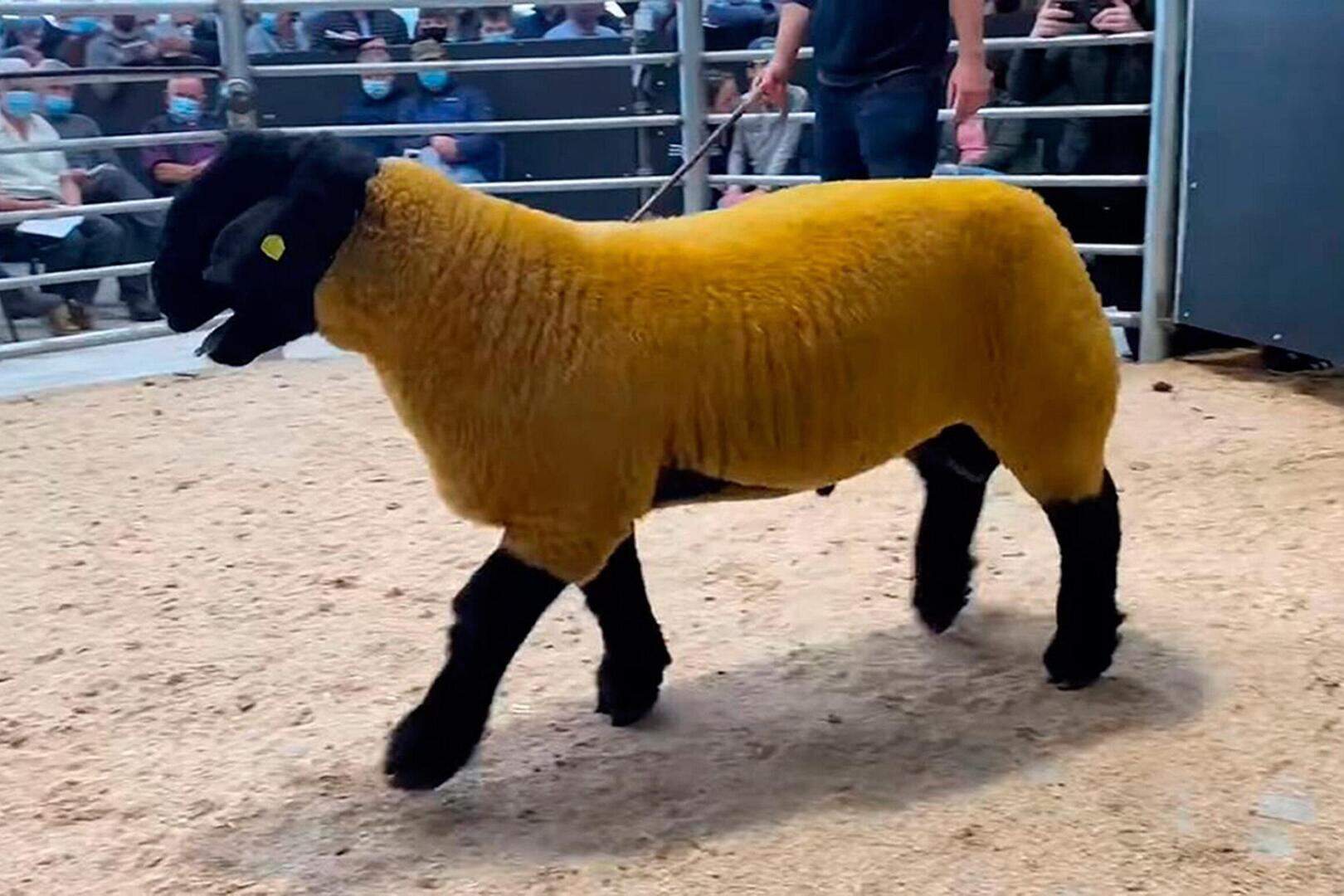 No black sheep: Ram breaks price record in €44,000 sale | Irish Independent