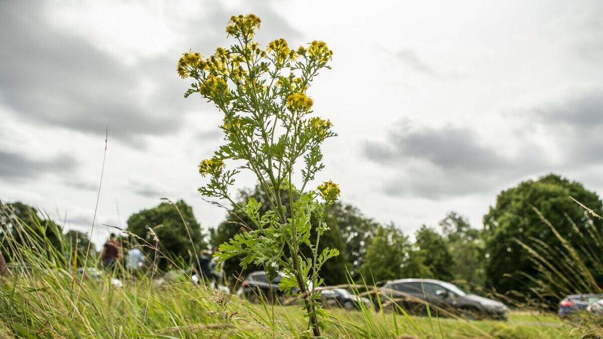 Growing menace - landowners forced to step up war on ragwort as ...