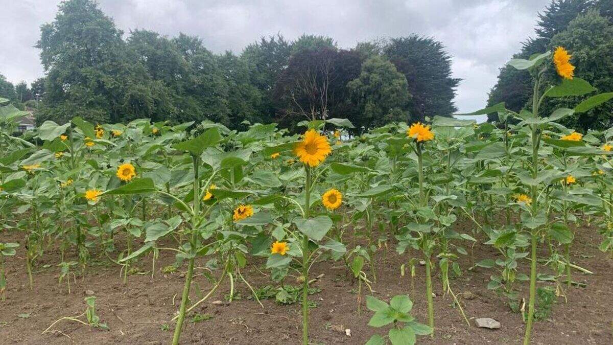 Sunflower welcome to Louth for people of Ukraine | Irish Independent