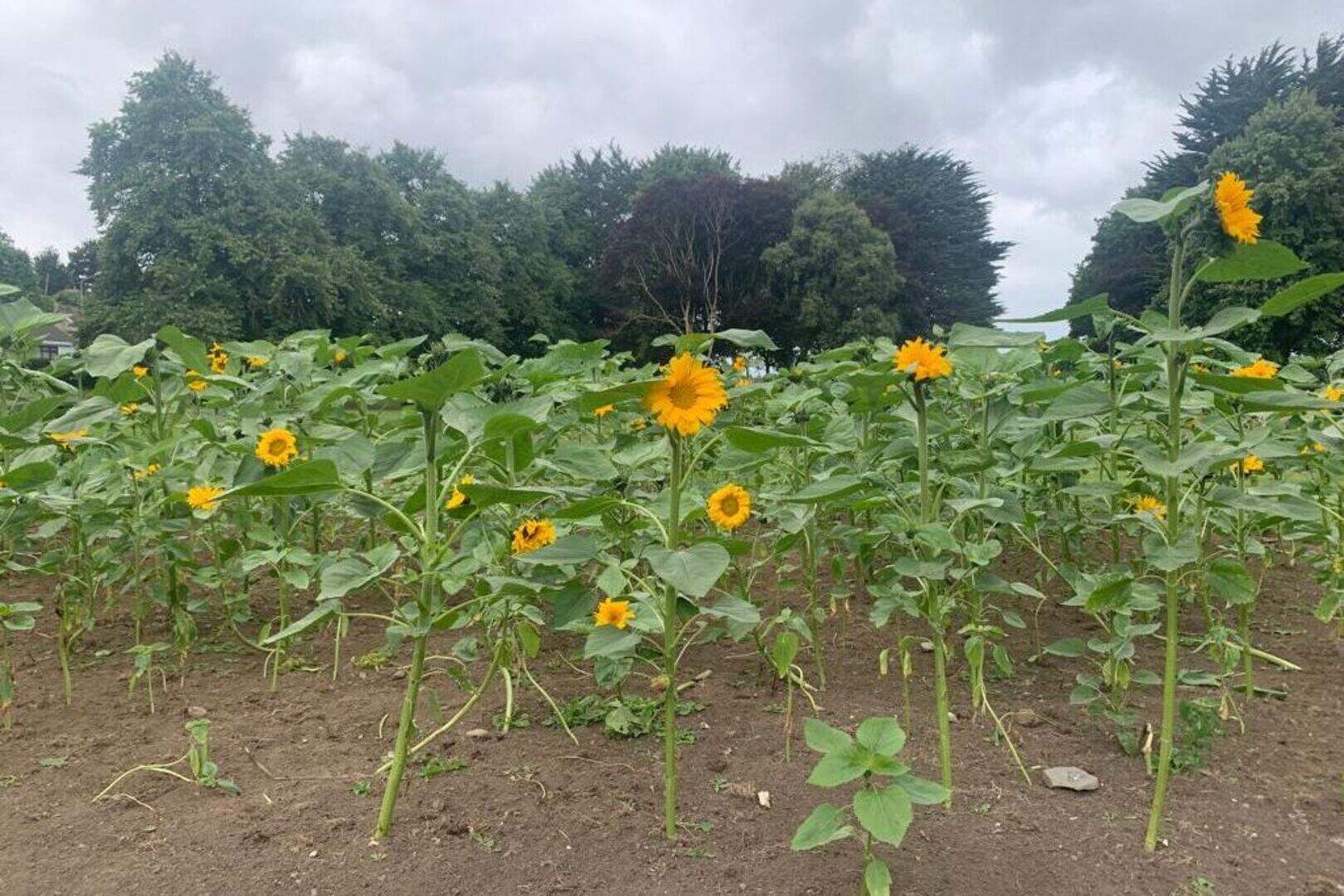 Sunflower welcome to Louth for people of Ukraine | Irish Independent
