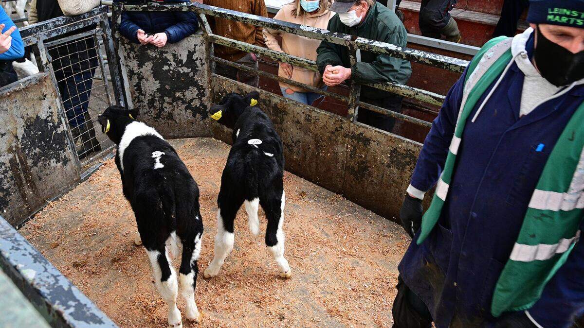 Gerard Sherlock: Why great care is needed when giving milk replacer ...