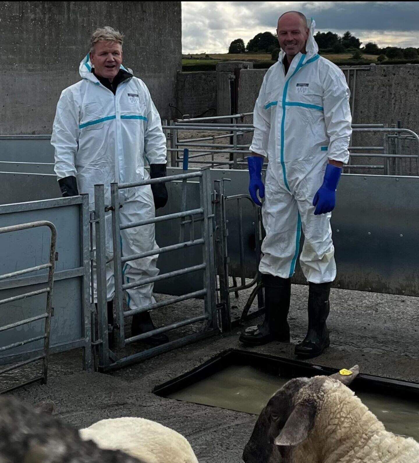 Gordon Ramsay impressed by lamb from Roscommon farm in new TV show ...