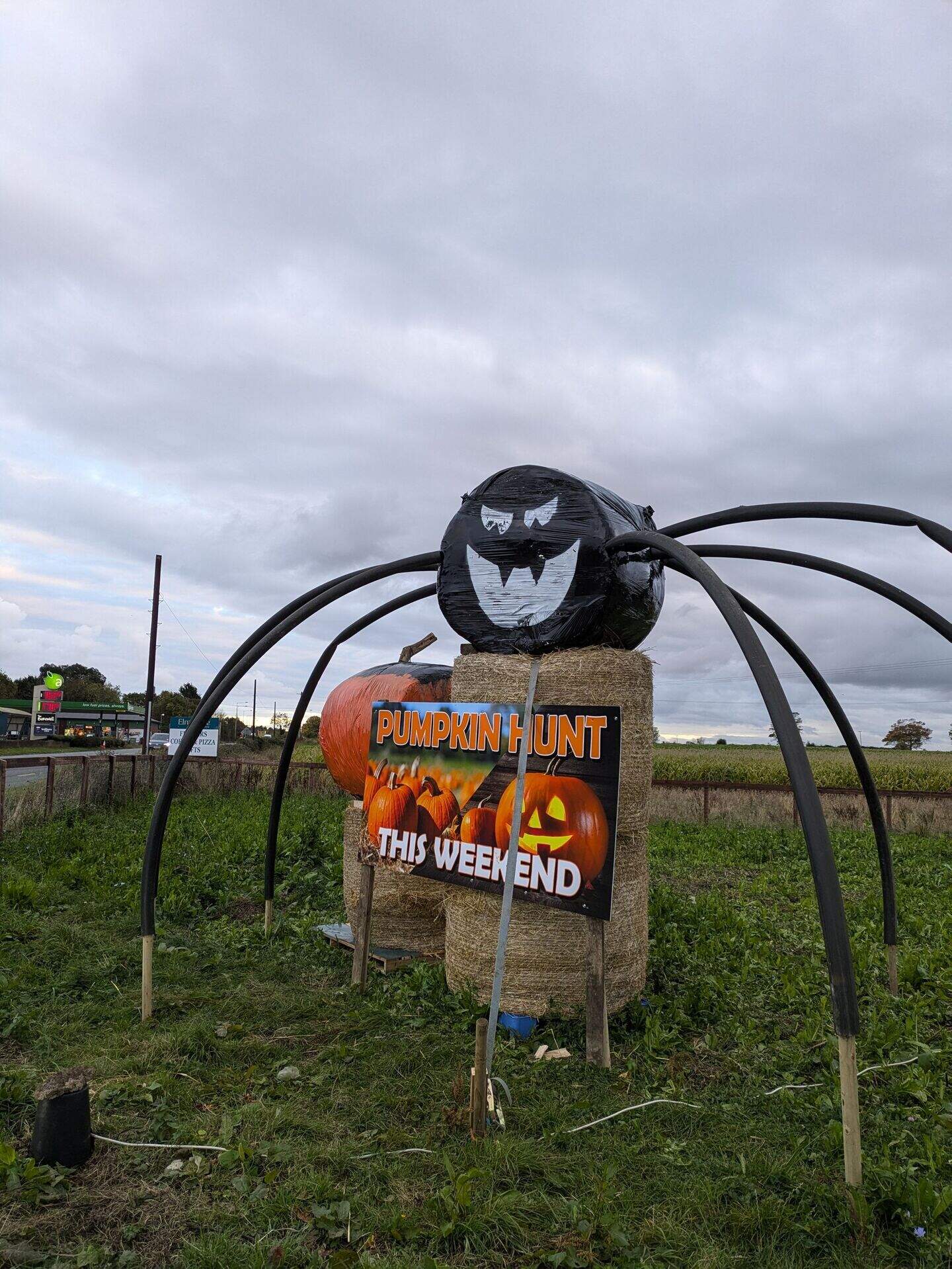 Darragh McCullough: Halloween getting a little less scary as my pumpkin ...