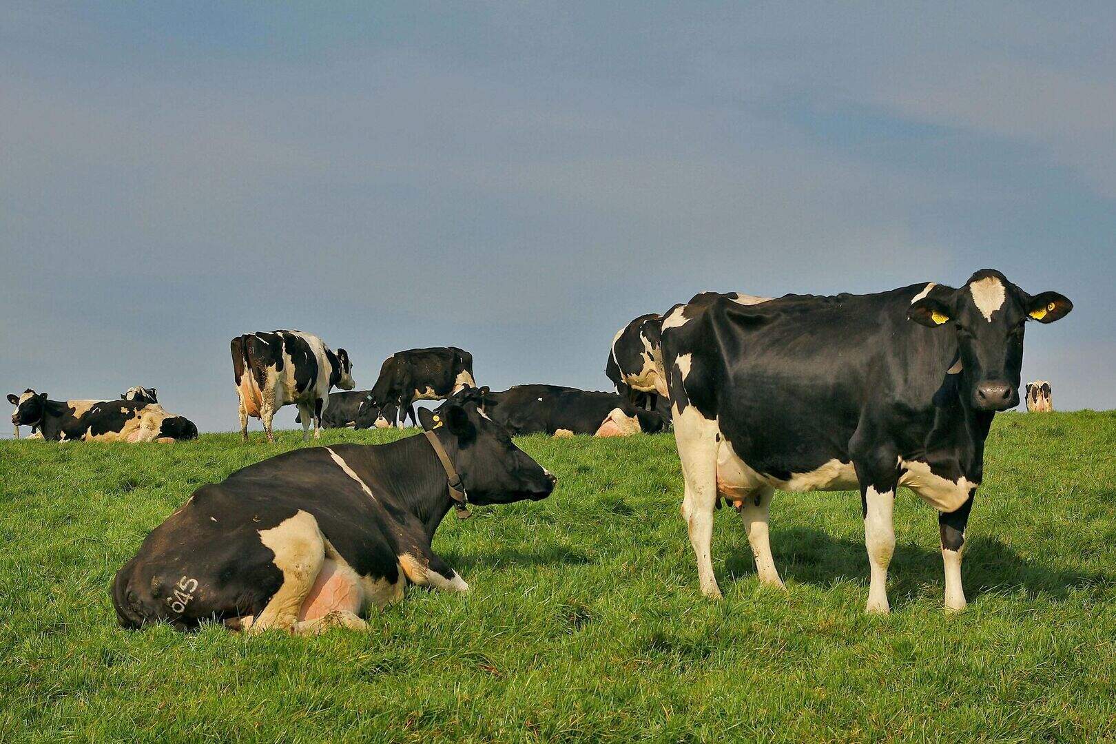 Eamon O’Connell: Stop ignoring lameness – early intervention is good ...
