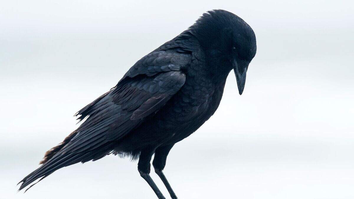 Country Matters: The raven — harbinger of death or unfairly maligned ...
