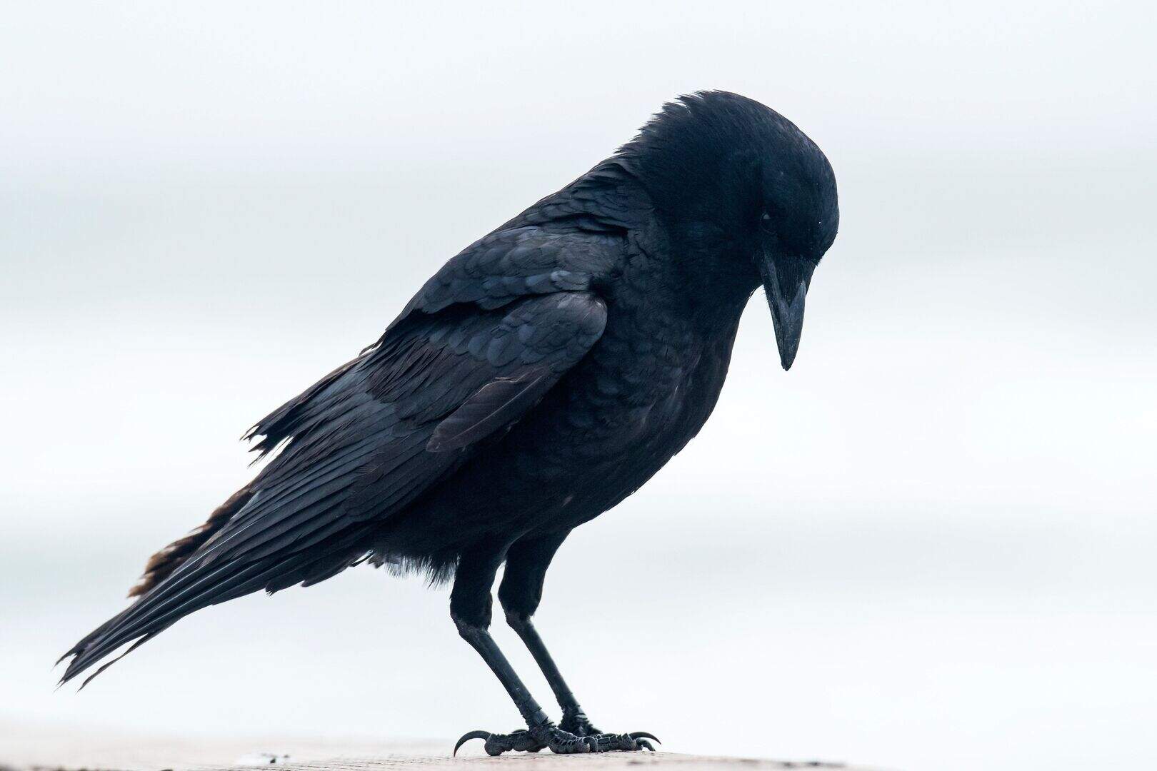 Country Matters: The raven — harbinger of death or unfairly maligned ...