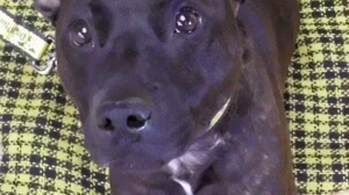 Tail-chasing dog gets bandaged up | Irish Independent