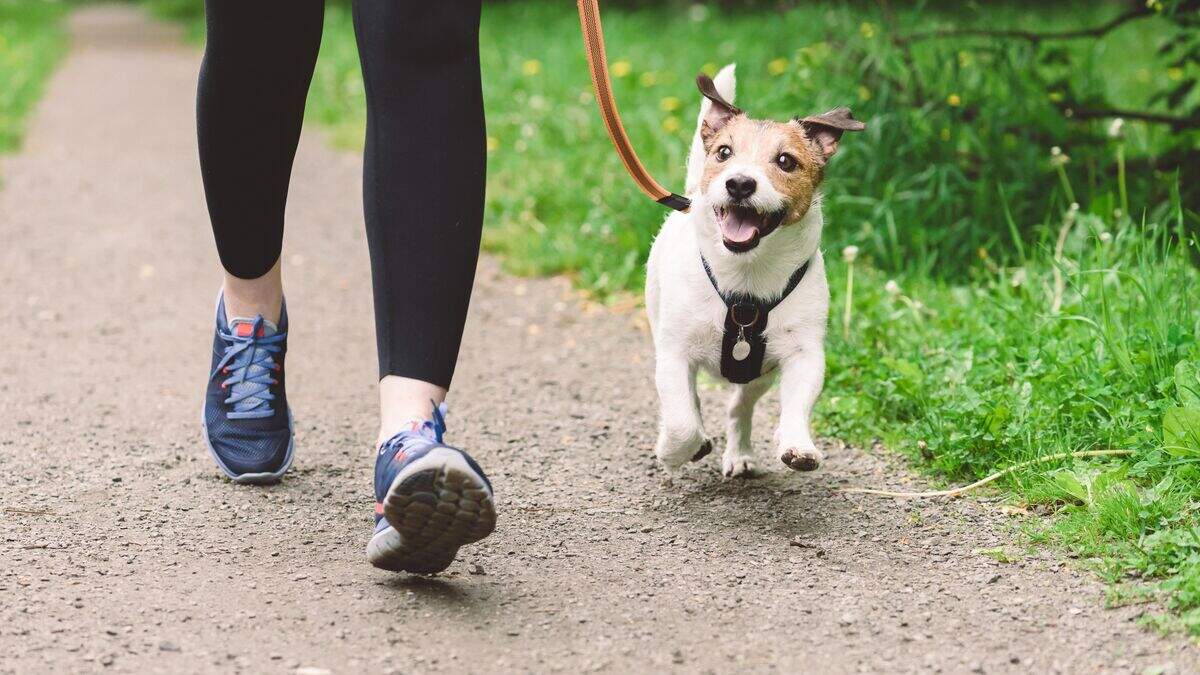 Everything you need to know about Clare’s first dog park as project ...