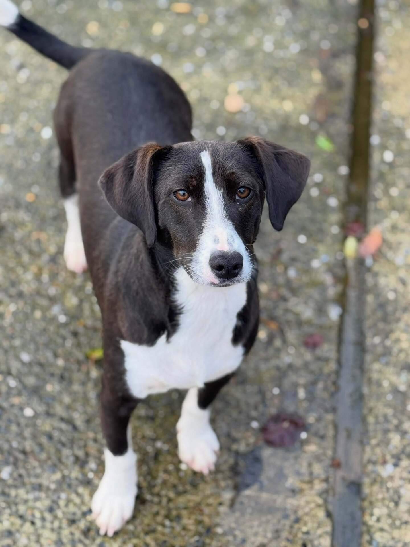 Founder of Wicklow animal rescue shelter on how to keep your dog cool ...