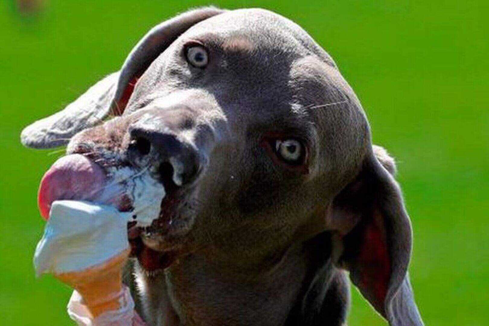 Founder of Wicklow animal rescue shelter on how to keep your dog cool ...