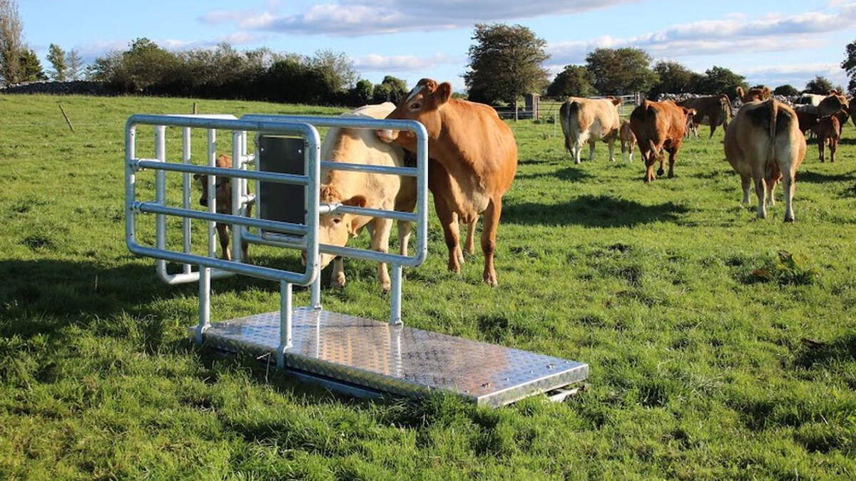 Gerard Sherlock: The benefits of regular weighing | Irish Independent