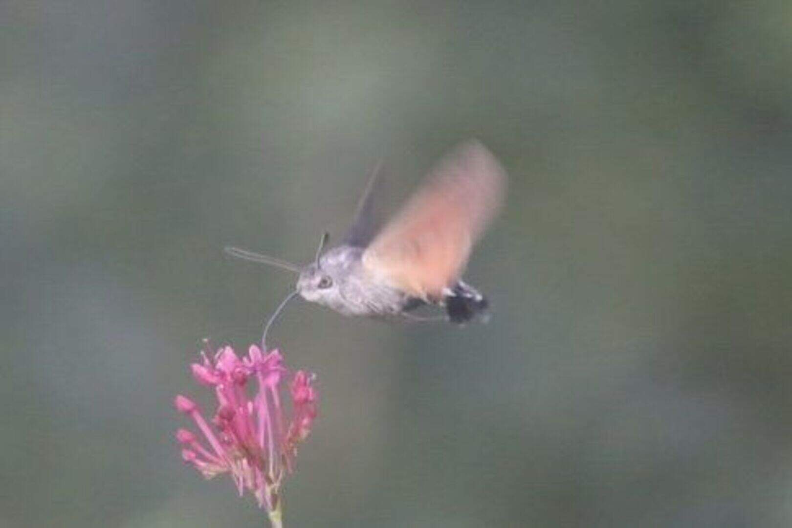 Louth nature lover spots rare Hummingbird Hawk moth in Dundalk | Irish ...