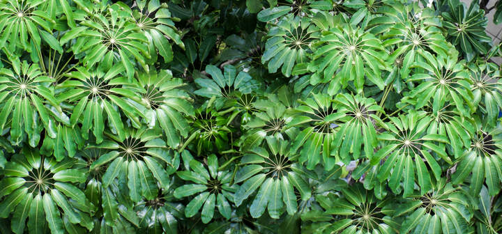 Diarmuid Gavin: How to make a small garden feel lush, private – and a ...