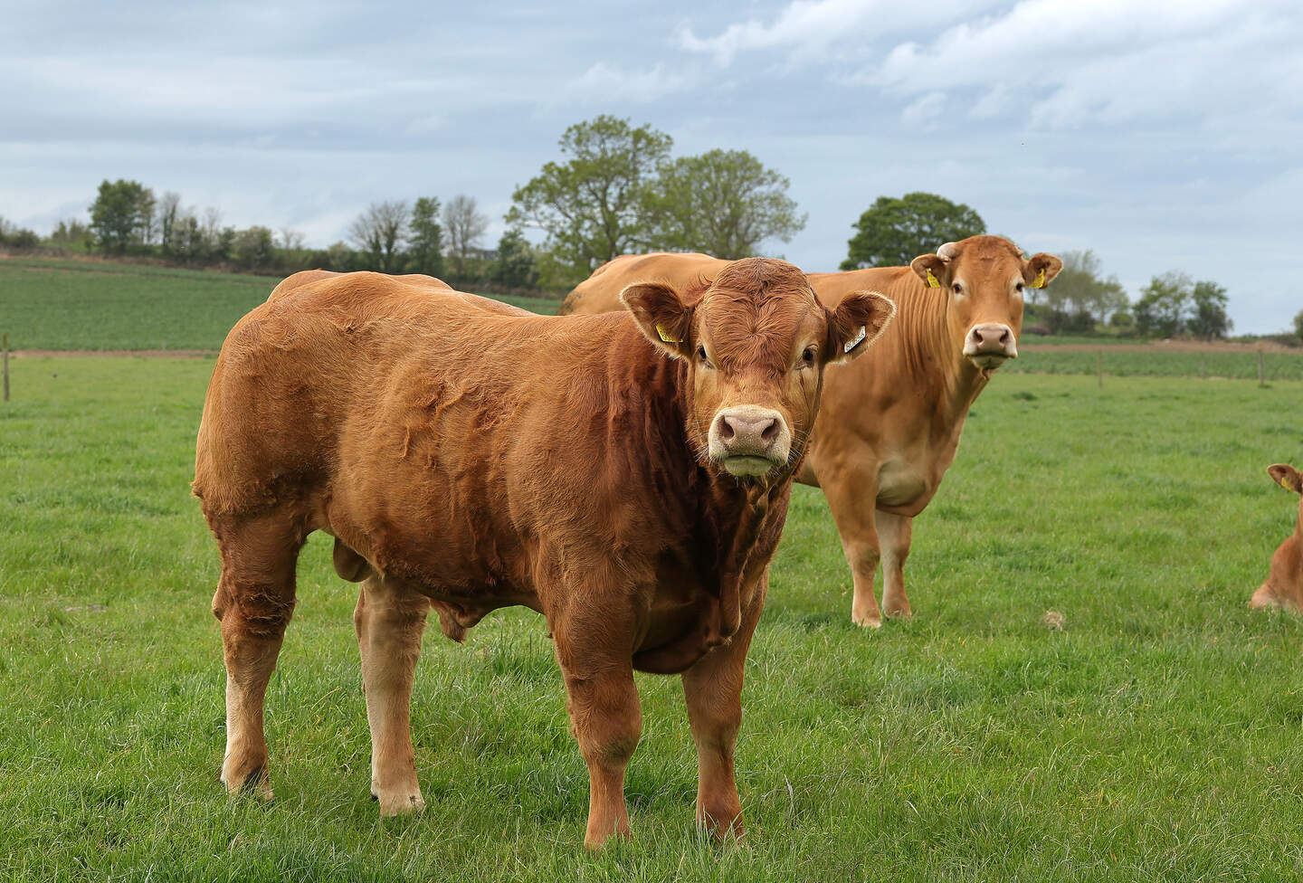 How a North Dublin couple are building a prize-winning cattle business ...