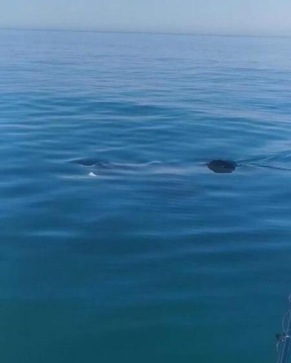 Wexford man thrilled to be joined by two basking sharks while fishing ...
