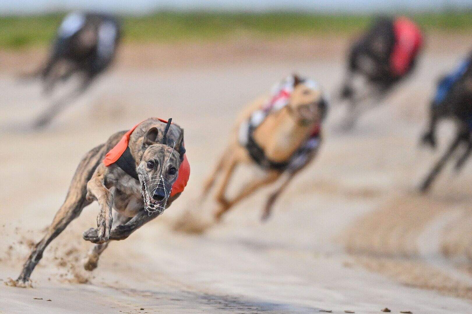 Greyhound Racing Ireland pre-tax profits fall 63pc to just over €1m ...
