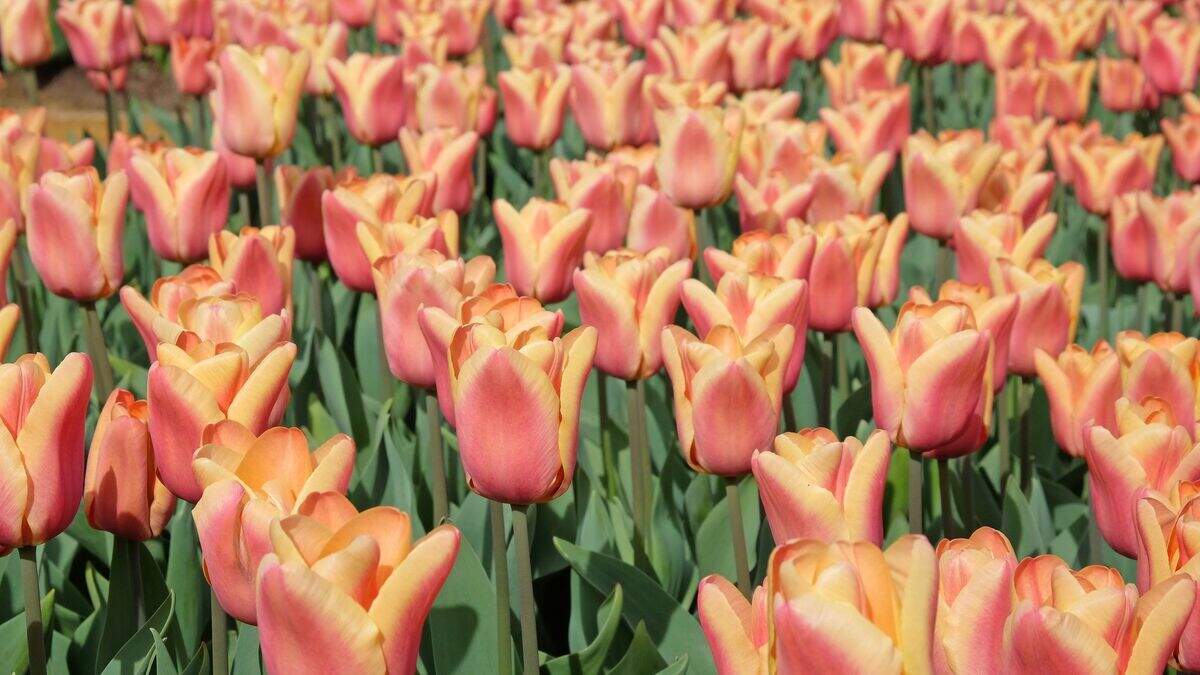 Diarmuid Gavin: My top six tulip varieties to plant this autumn | Irish ...