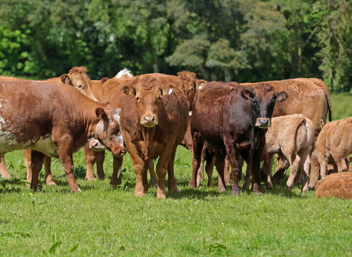 How this Longford 90-cow suckler farm is consistently producing U grade ...