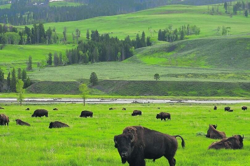 Yellowstone: Walk on the wild side | Irish Independent
