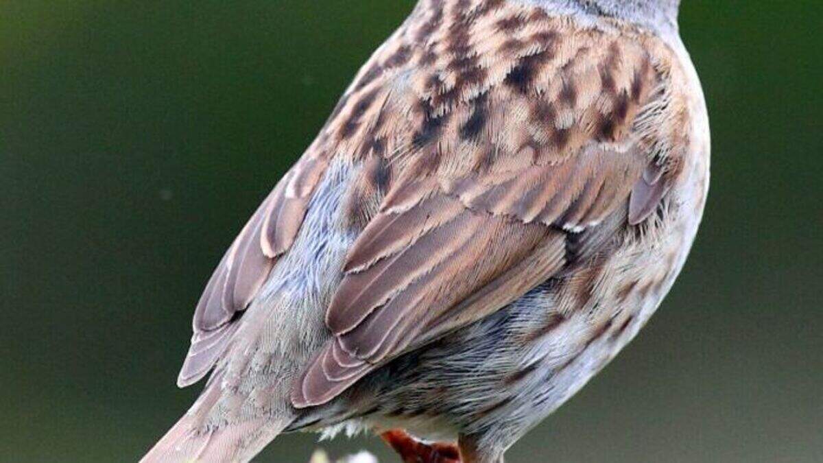 Shy Dunnock still one of our most common birds | Irish Independent