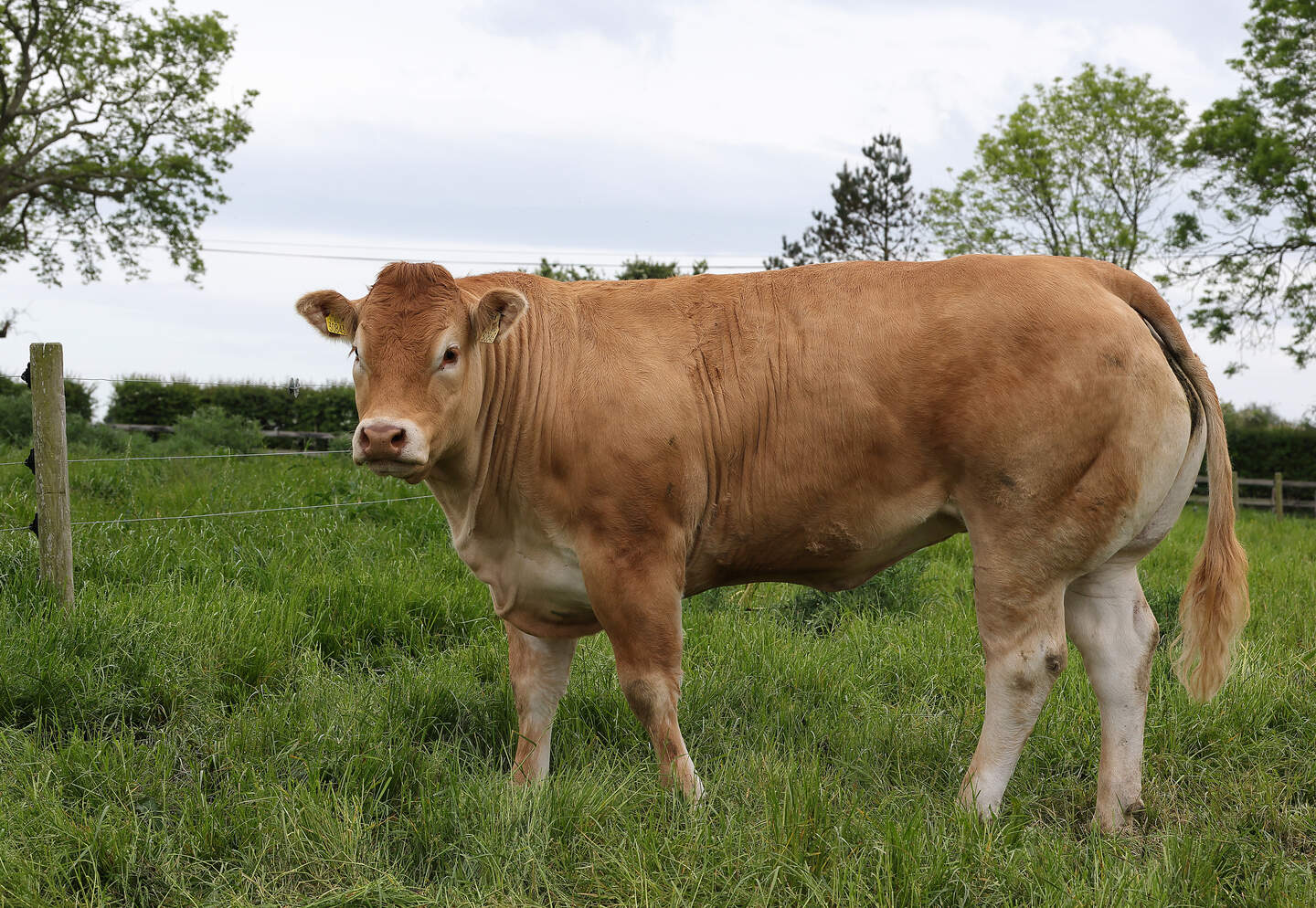 How this North Dublin couple are blending two cattle-breeding ...
