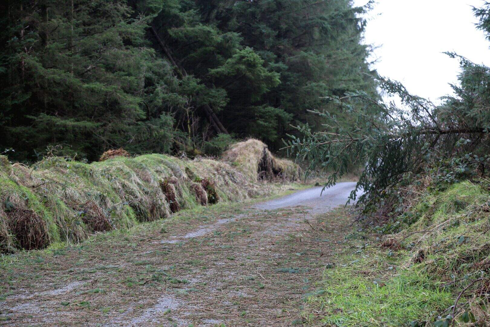 Storm Éowyn in Cork: Response to damage caused by strong winds will ...