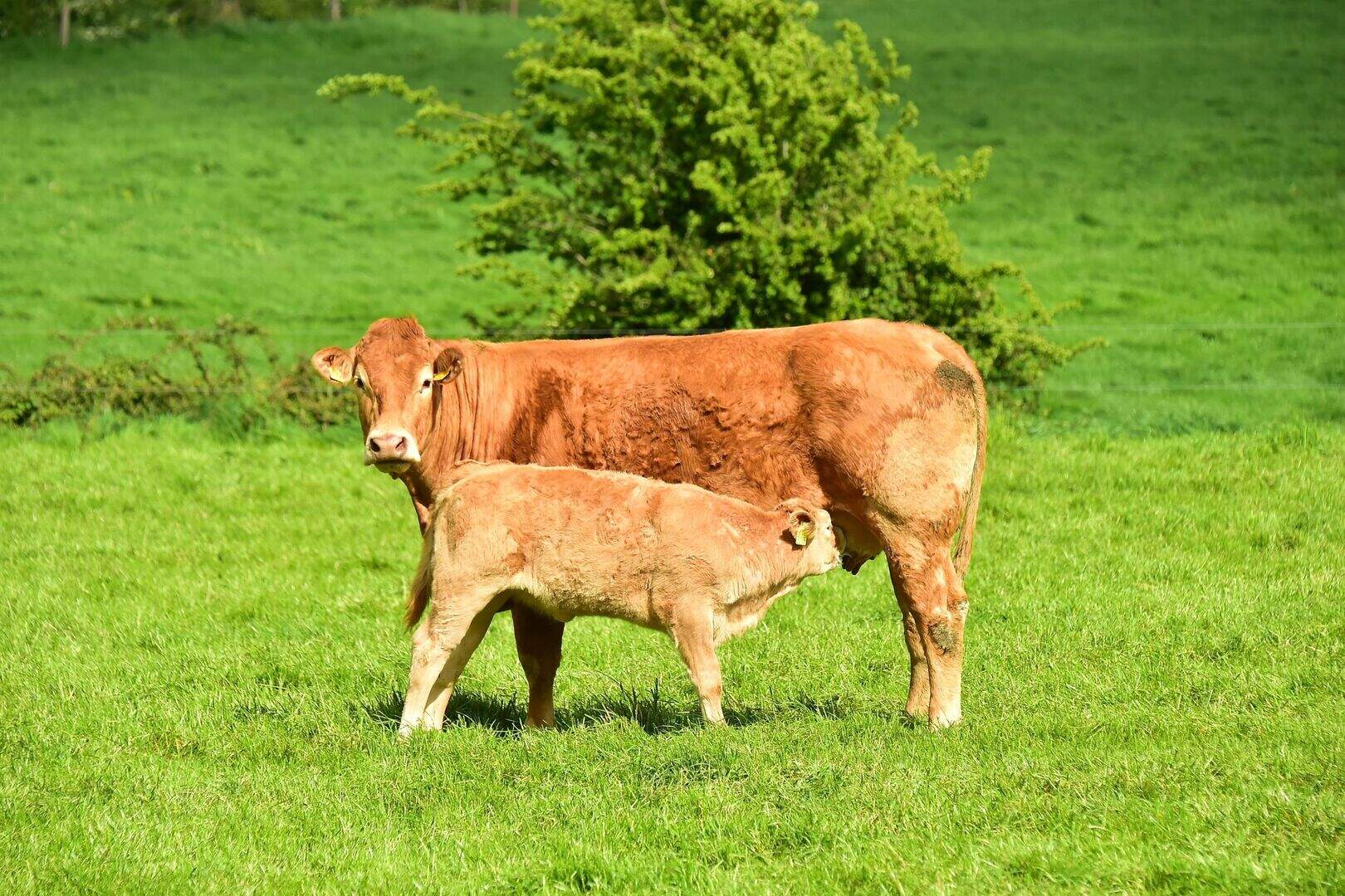 €5,000 raised to fight Beef Index changes | Irish Independent