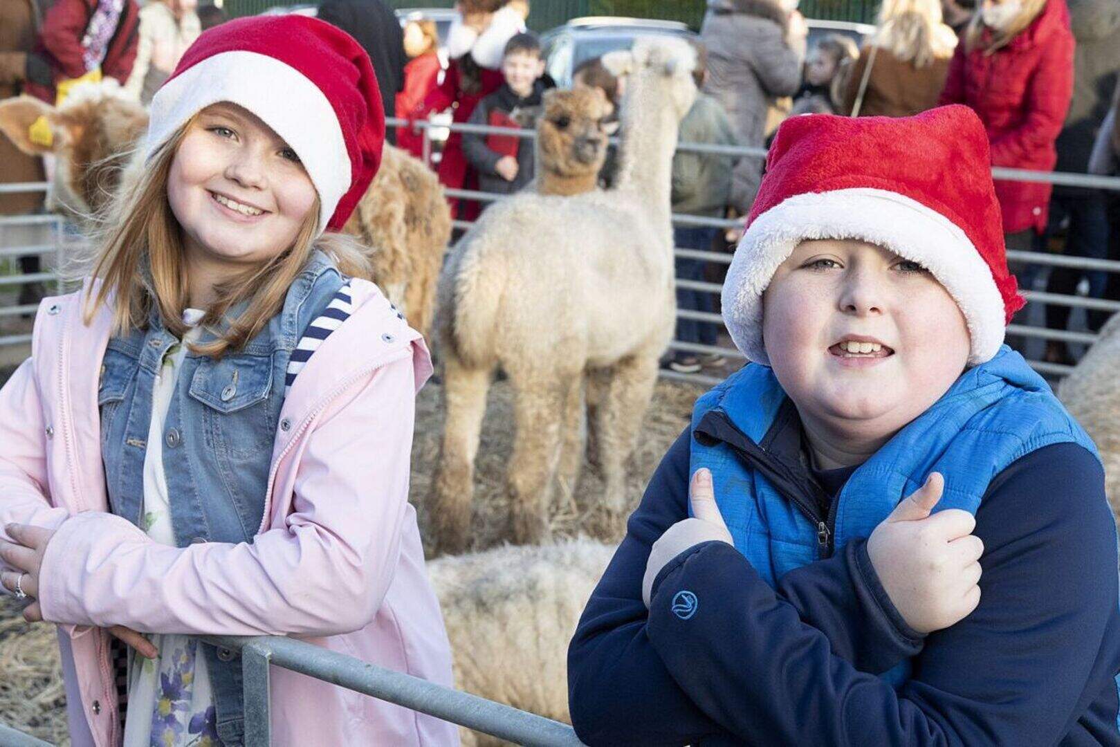 Termonfeckin Credit Union becomes unique animal Christmas scene | Irish ...