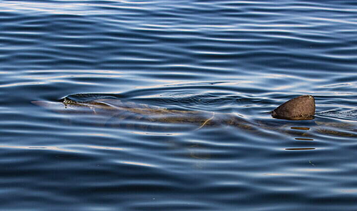 Basking sharks Mullaghmore Head: rare close-up sightings in Donegal Bay ...