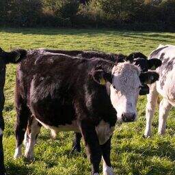 Don't underestimate value of EBI to your herd | Irish Independent