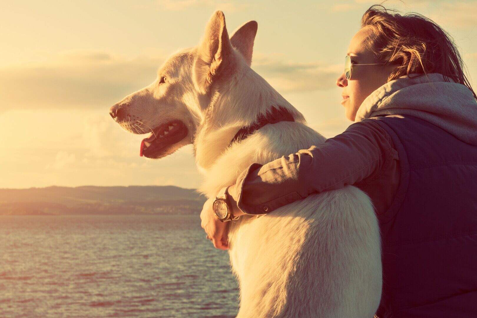 Insect-based dog food launches in Ireland | Irish Independent