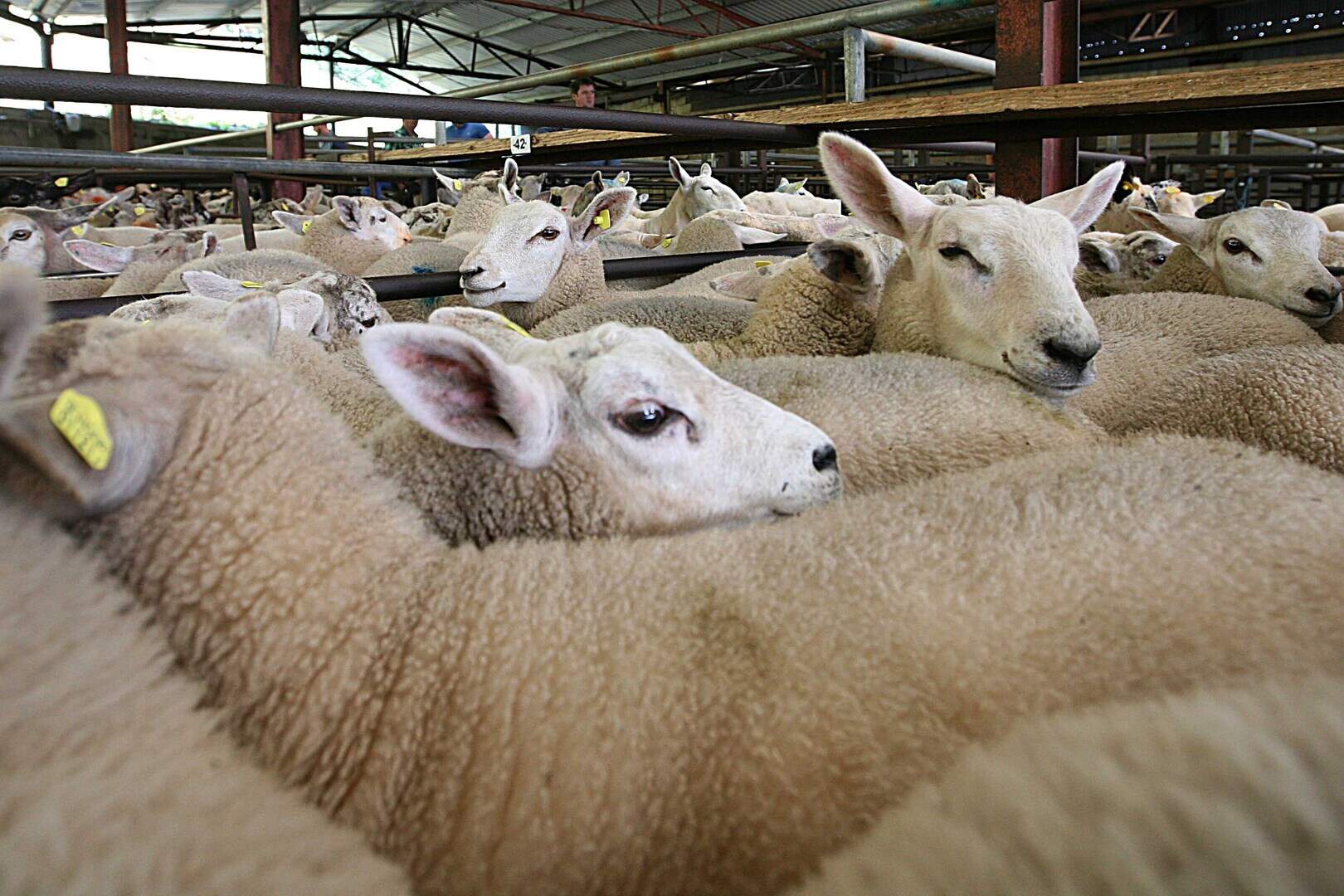 Sheep trade holds steady as prices stabilise after spring fluctuations ...