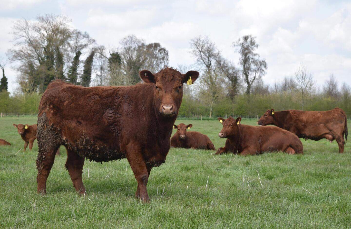 Rare Angus breed prove they are no ‘flash in the pan’ for Tipperary ...