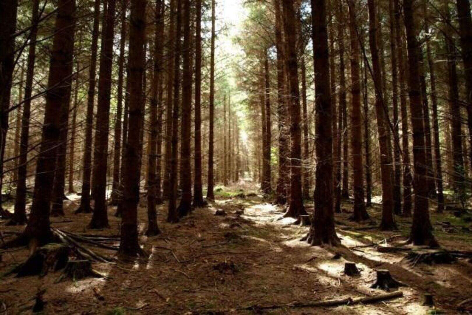 Coillte: Questions raised as state forestry company quietly shuts down ...