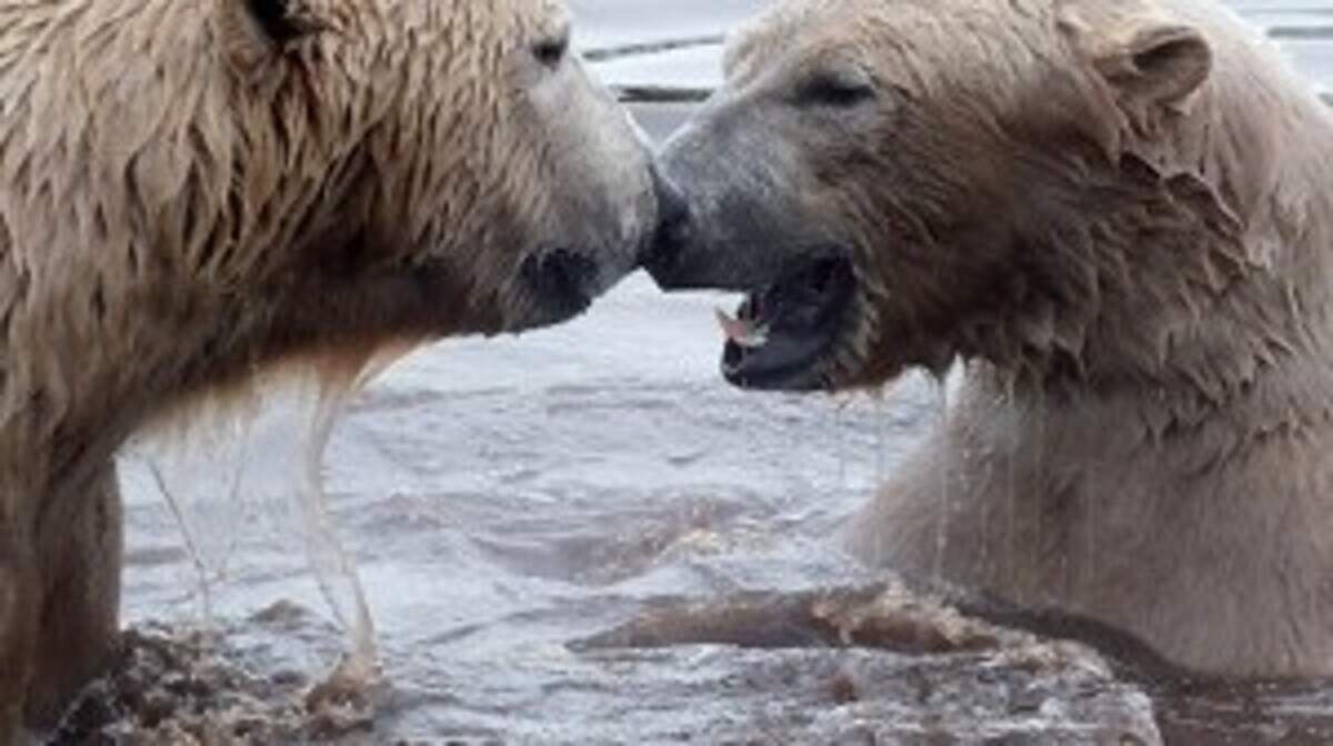 Wrestling session for polar bears | Irish Independent