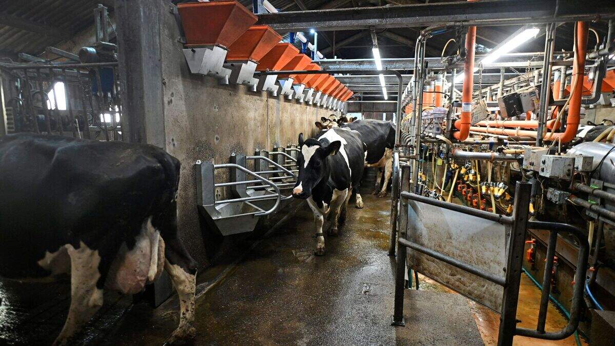 ‘Dairy farmers will have to cut supply significantly before the milk ...
