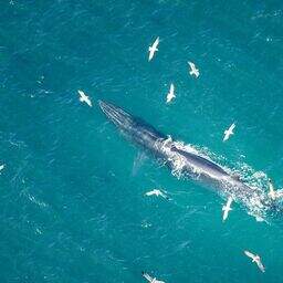 ‘It’s quite amazing’ – earth moves for scientists as whale ‘songs ...