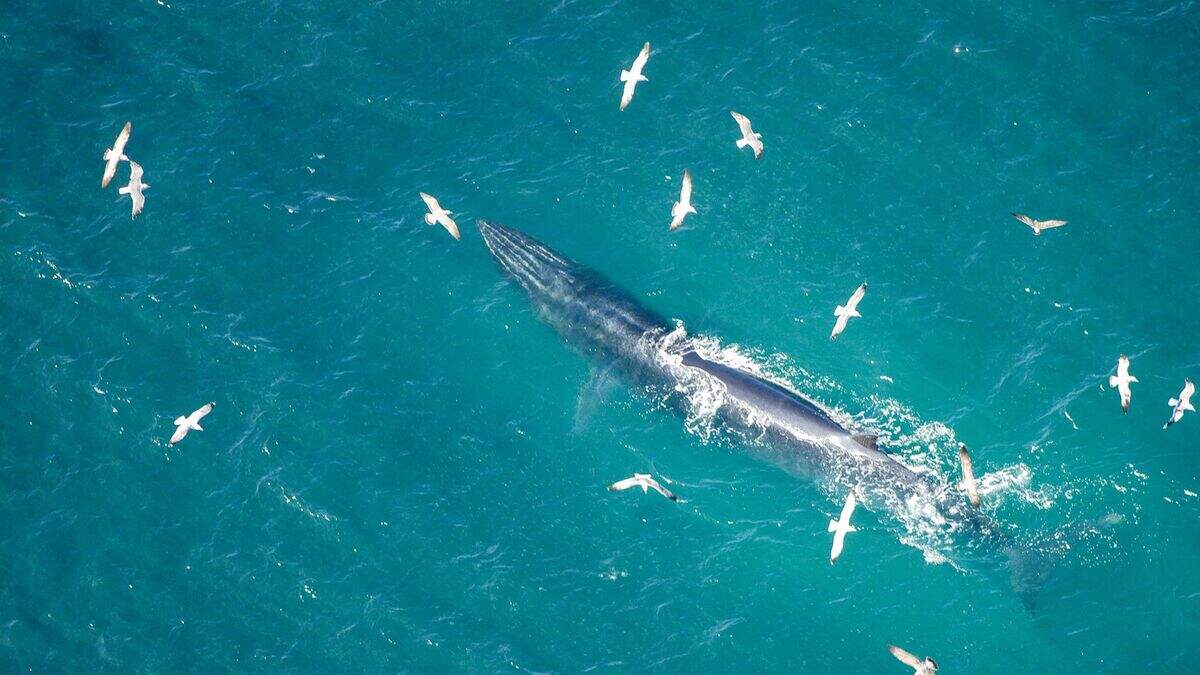‘It’s quite amazing’ – earth moves for scientists as whale ‘songs ...