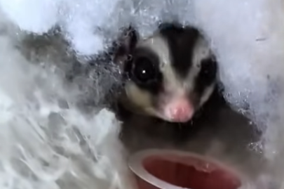 Drogheda Animal Rescue urges public to think twice before buying exotic ...