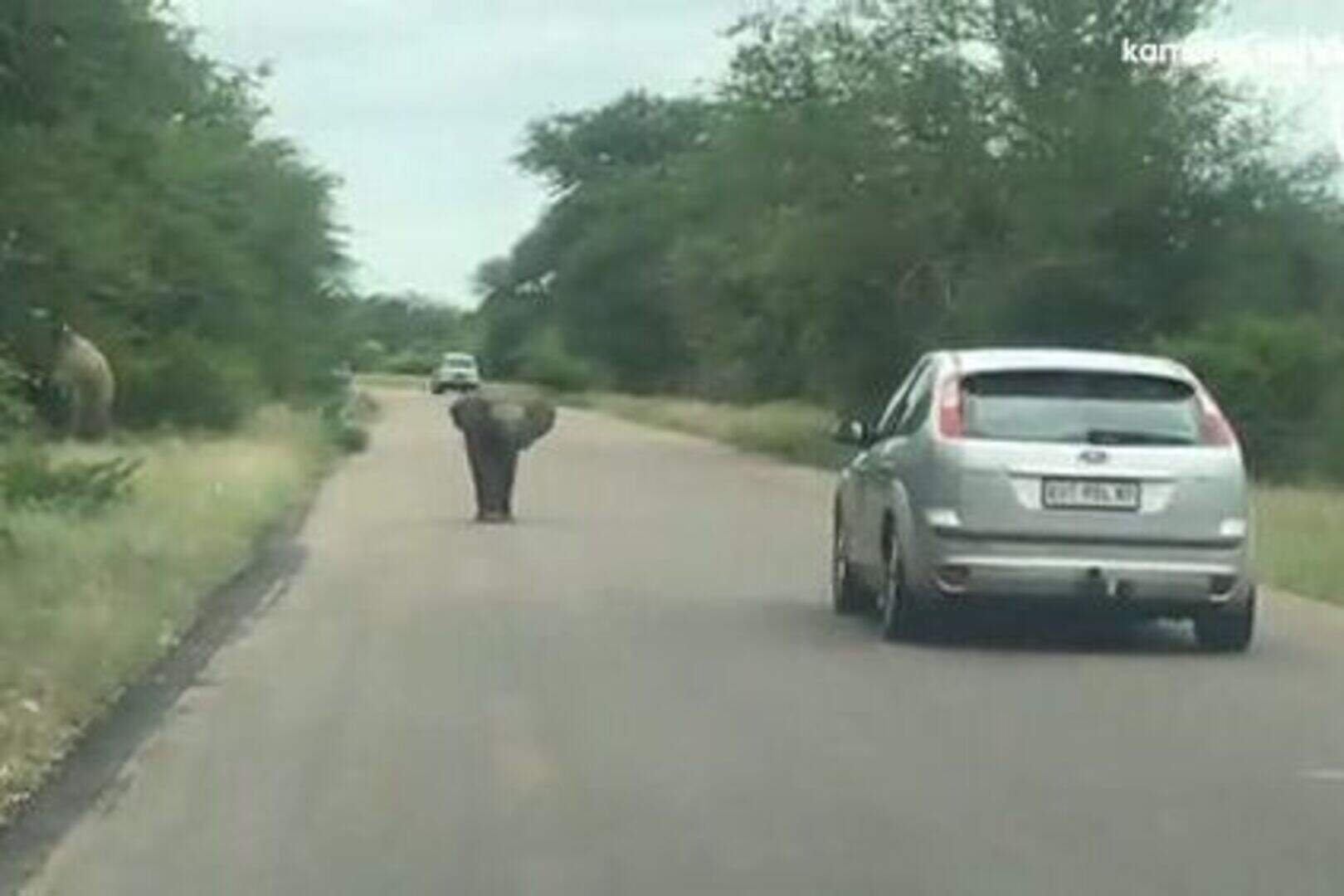 Adorable moment baby elephant 'confronts' vehicle in bid to prove ...