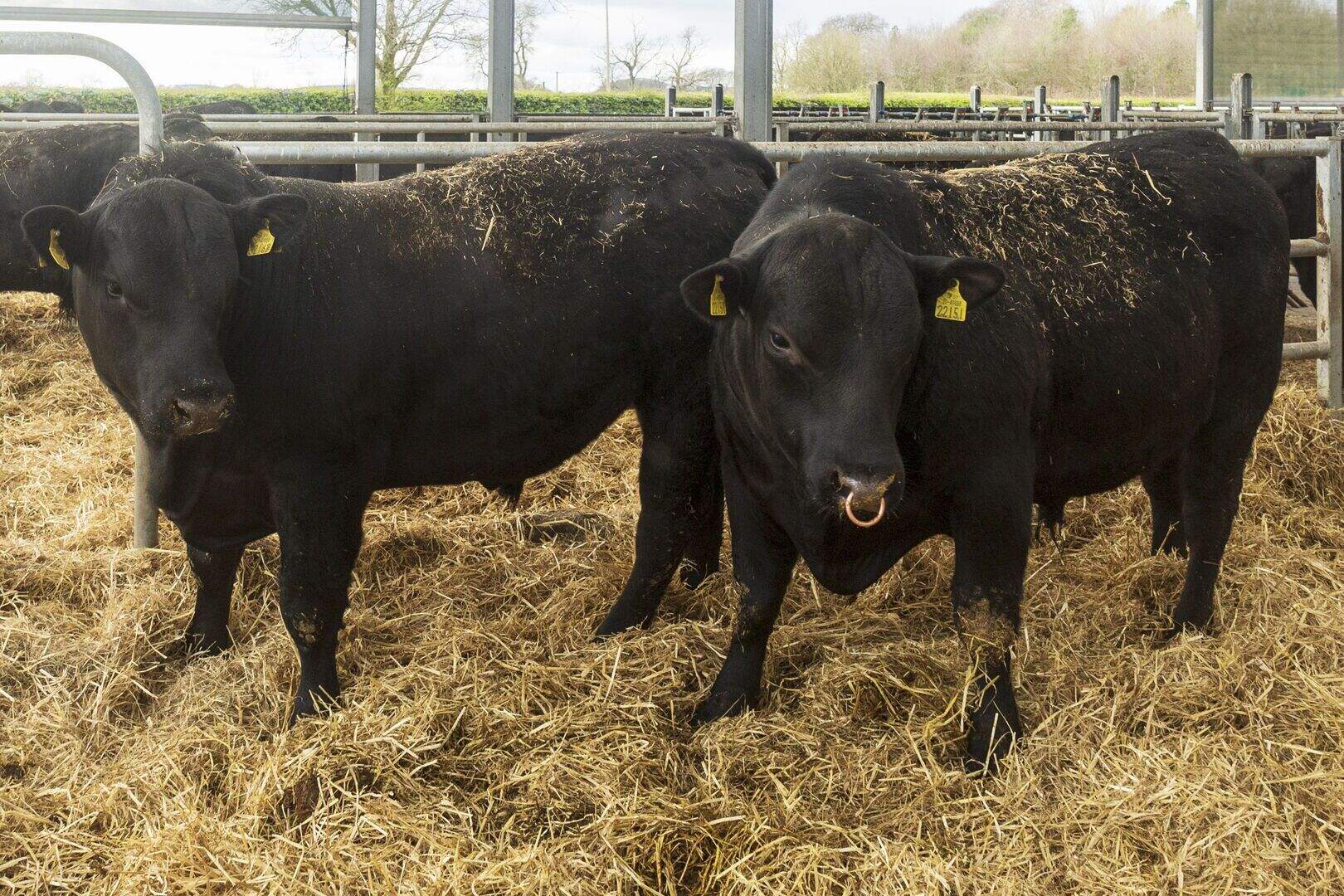 Late calvers are starting to cause us problems – but buying an Angus ...