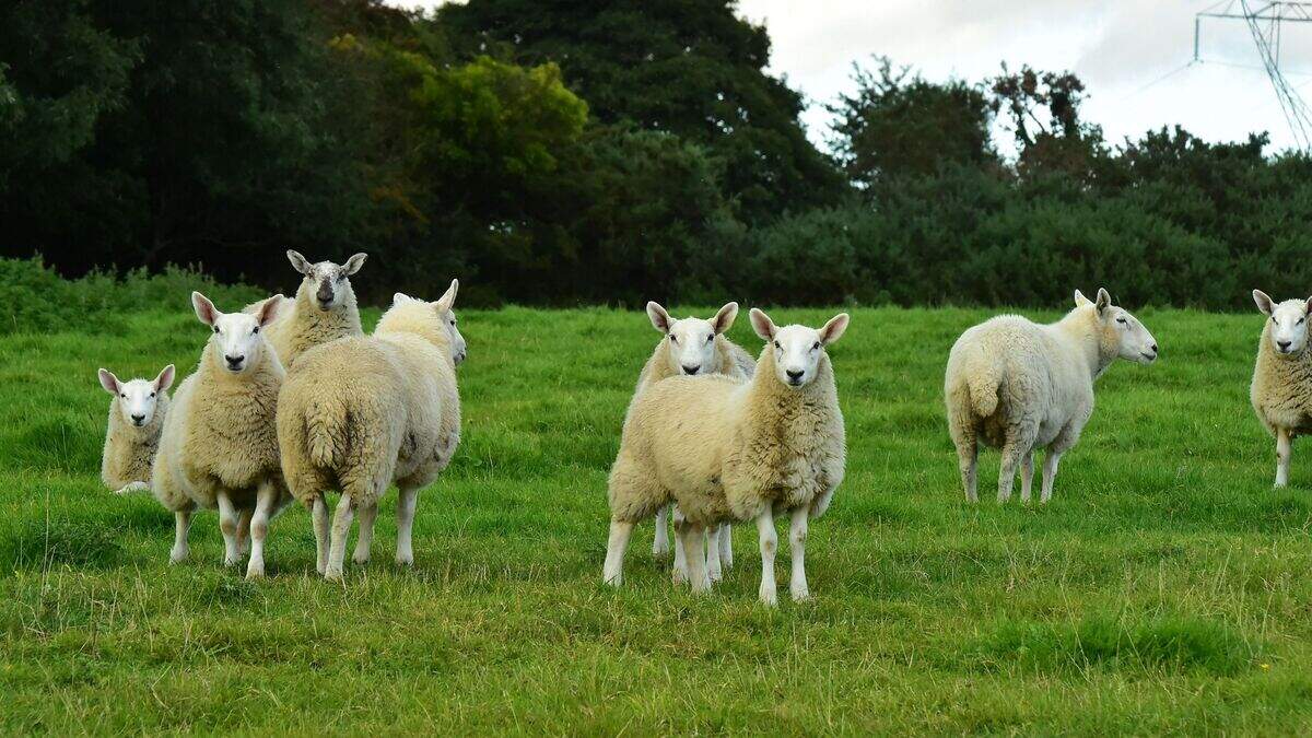 Garda investigation under way as sheep killed in Laois dog attack ...