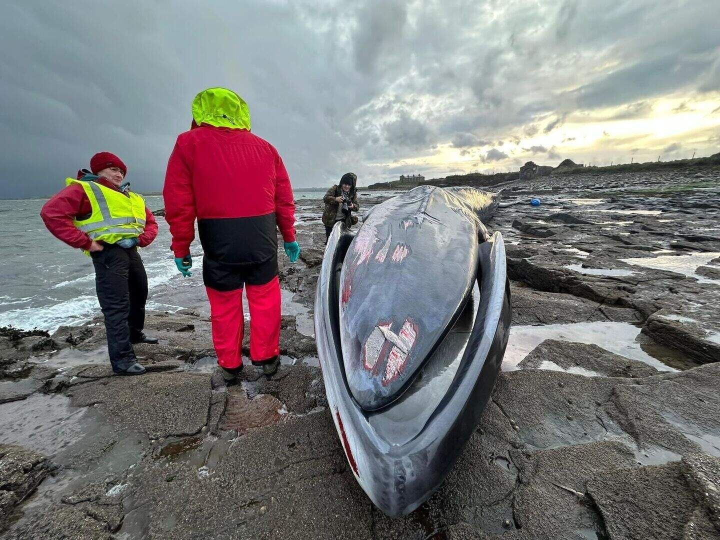 Large Fin whale washed ashore buried at County Mayo beach | Irish ...