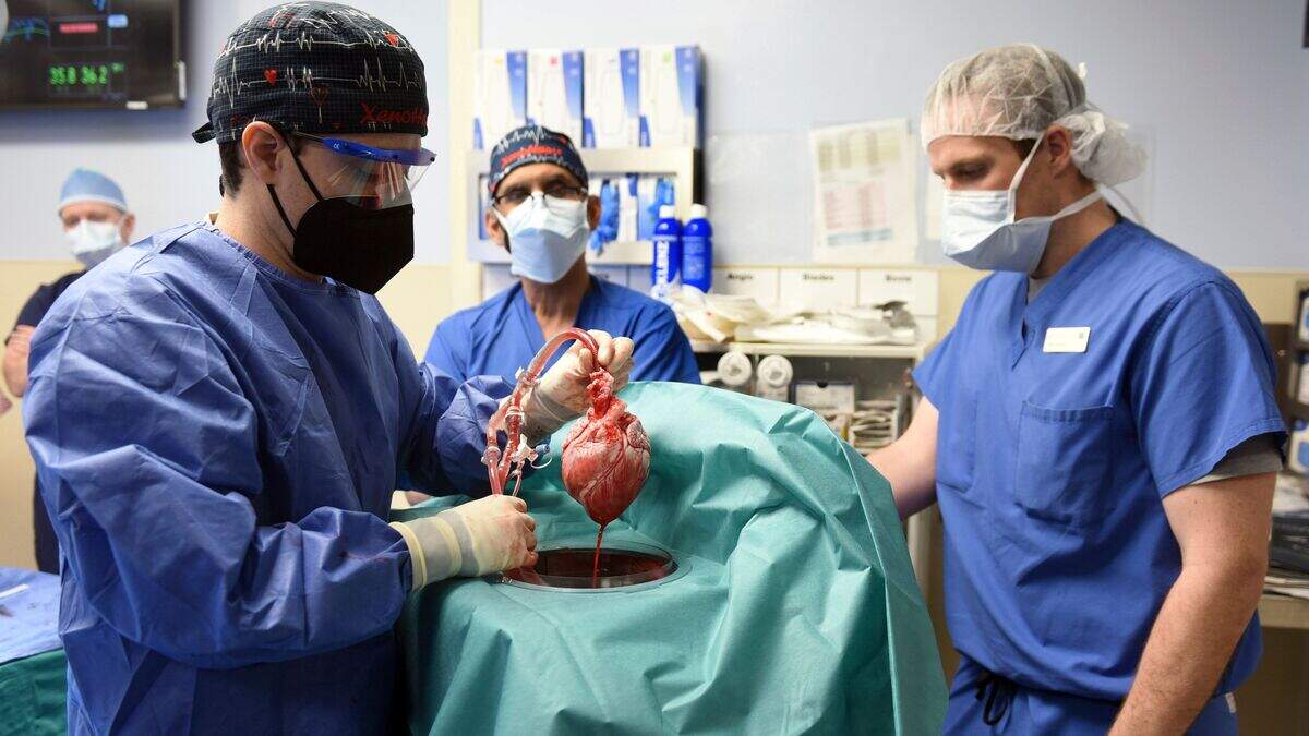 US surgeons transplant pig heart into human patient | Irish Independent